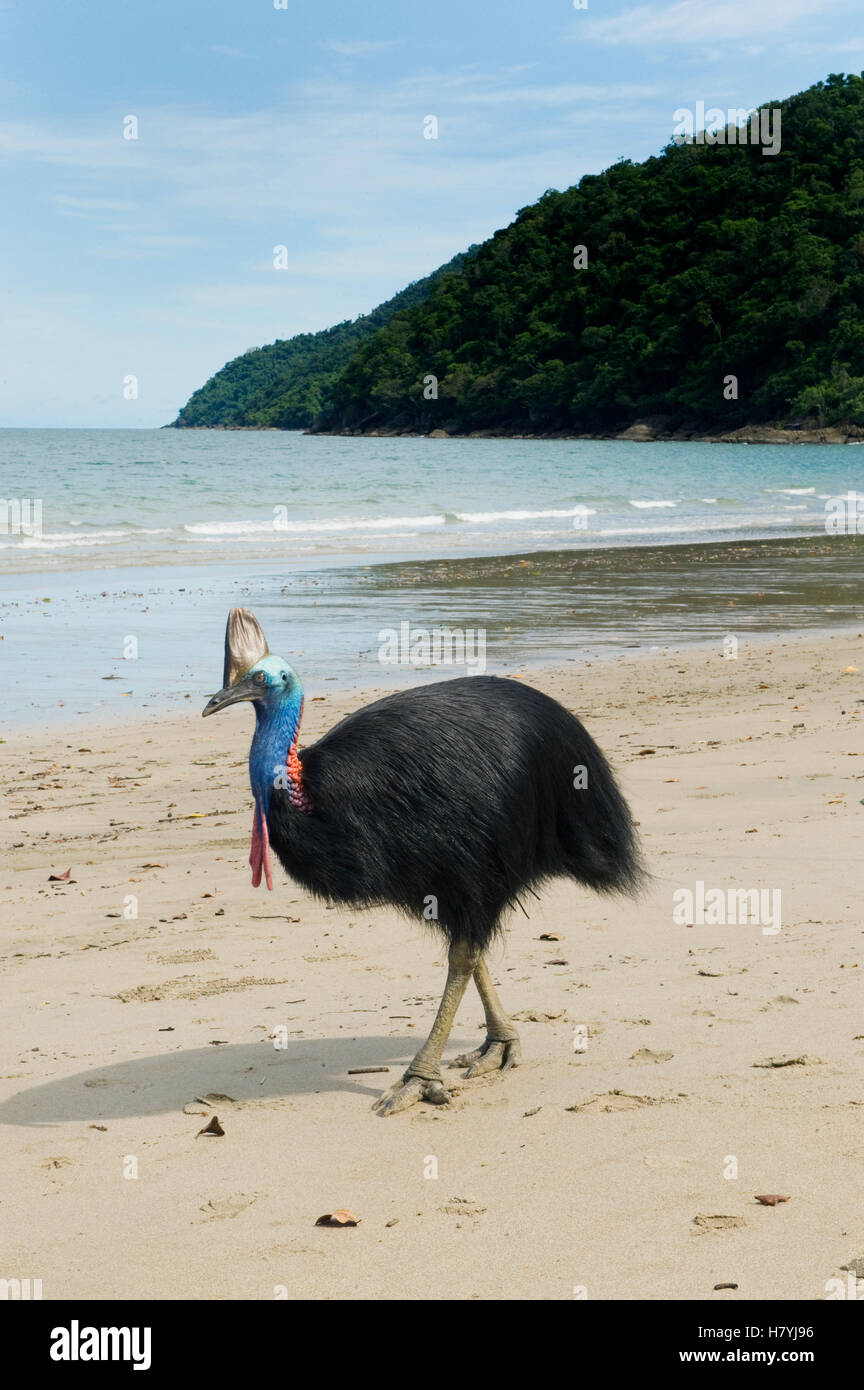 Southern Cassowary (Casuarius casuarius) male on beach, Etty Bay ...