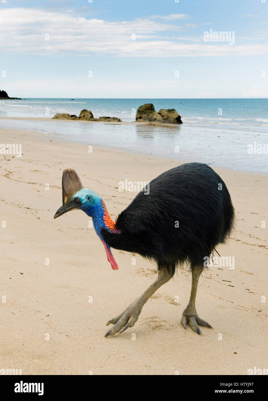 Southern Cassowary (Casuarius casuarius) male on beach, Etty Bay ...