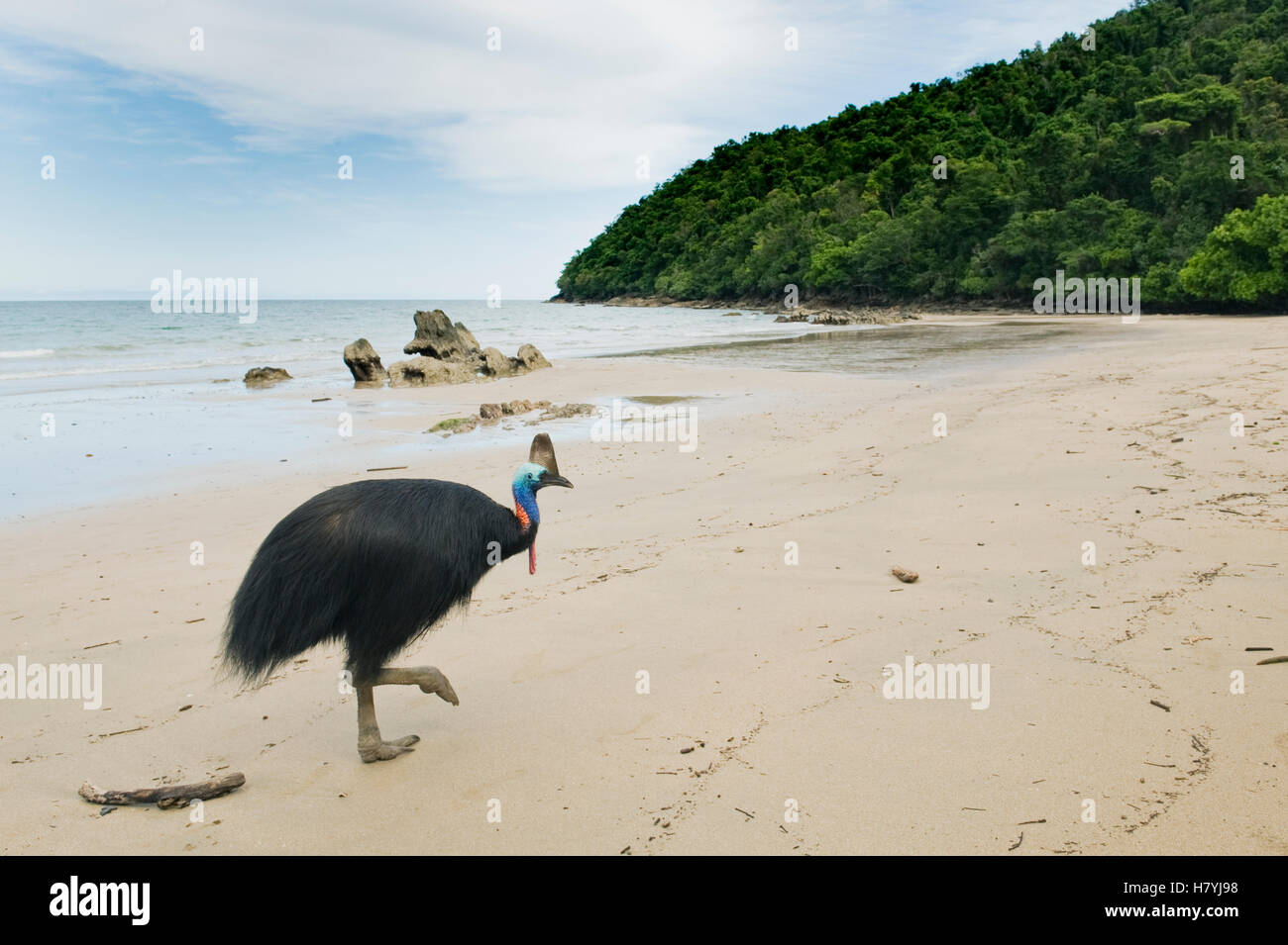 Southern Cassowary (Casuarius casuarius) male on beach, Etty Bay ...