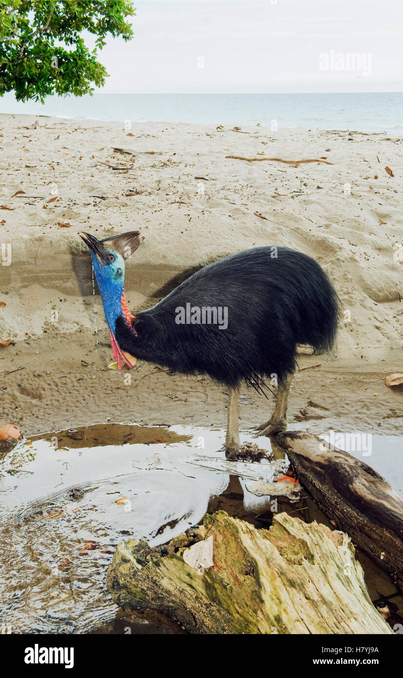 Southern Cassowary (Casuarius casuarius) male on beach drinking, Etty ...