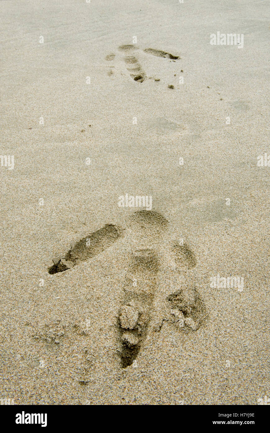 Southern Cassowary (Casuarius casuarius) footprints on sandy beach ...
