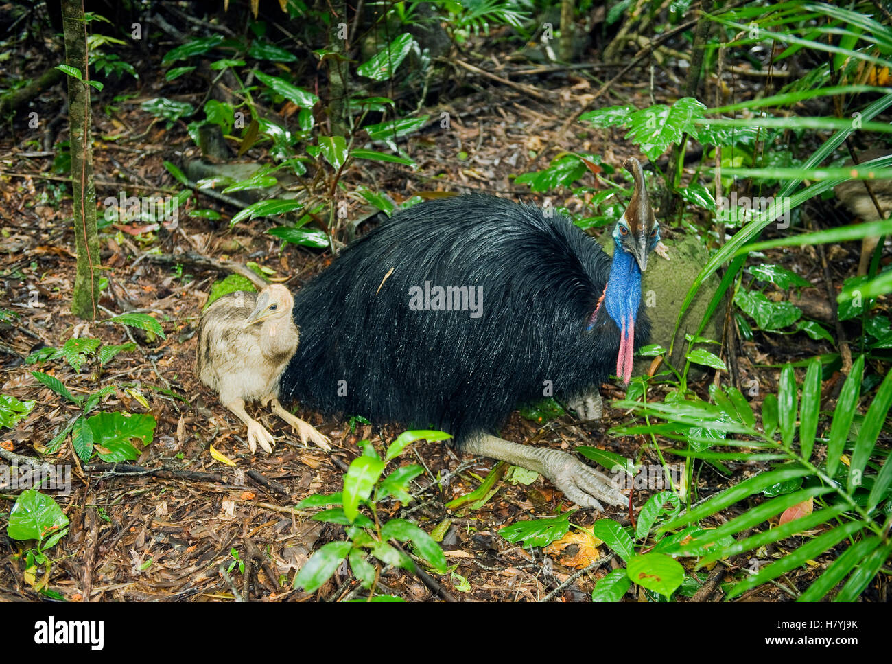 Southern Cassowary (Casuarius casuarius) male with chick, Atherton ...
