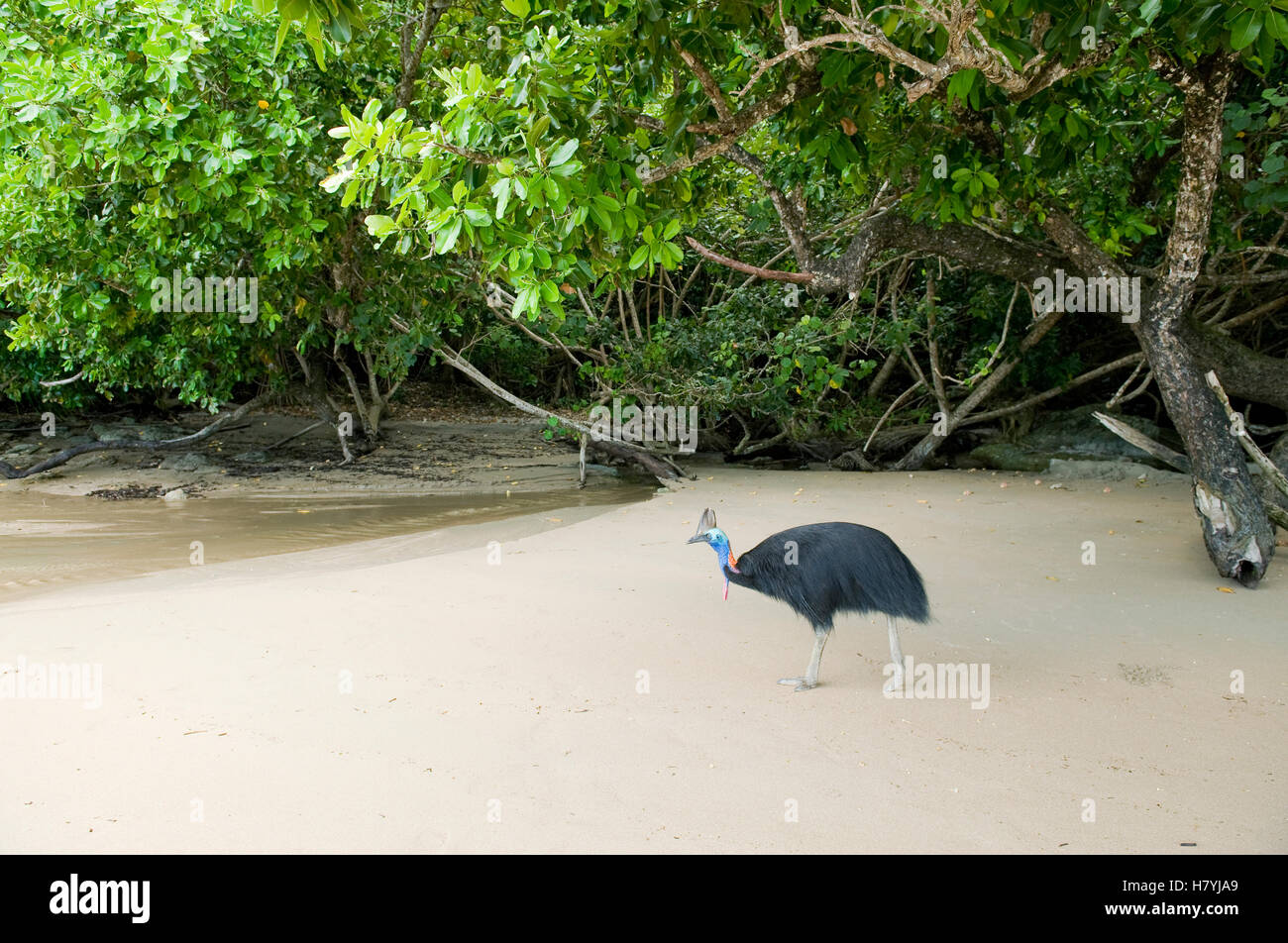 Southern Cassowary (Casuarius casuarius) male on beach near Innisfail ...