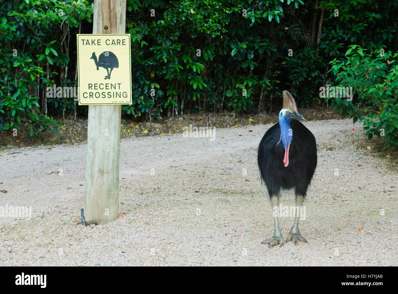 Southern Cassowary (Casuarius casuarius) male next to crossing warning ...