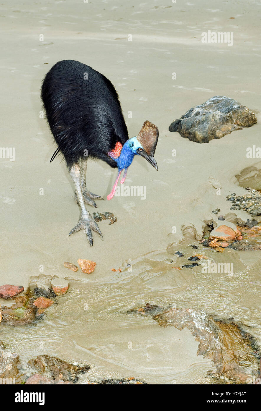 Southern Cassowary (Casuarius casuarius) on beach near stream, Moresby ...