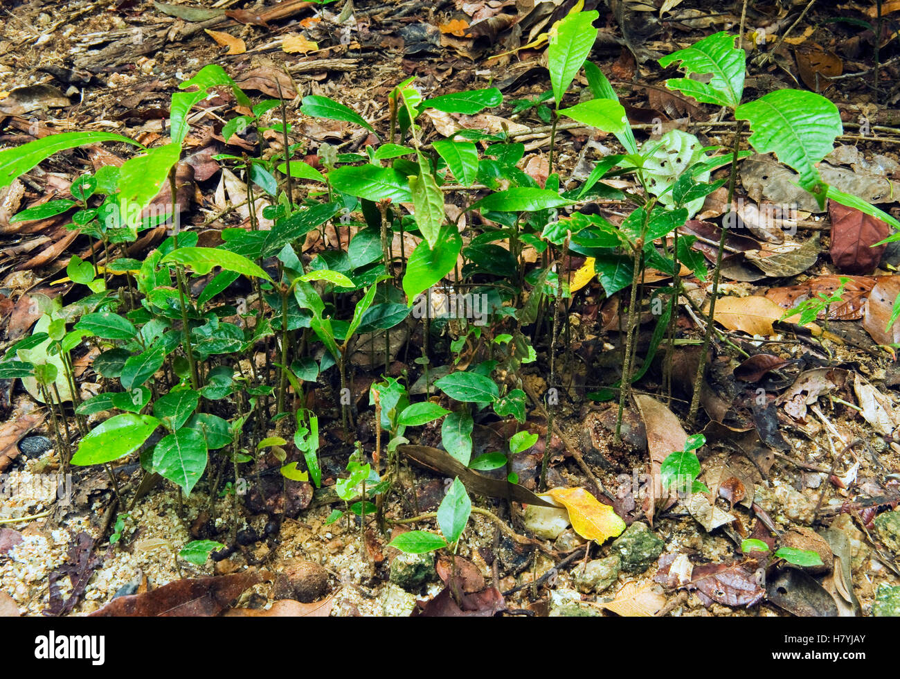Trees sprouting from cassowary droppings, Mission Beach, Queensland ...