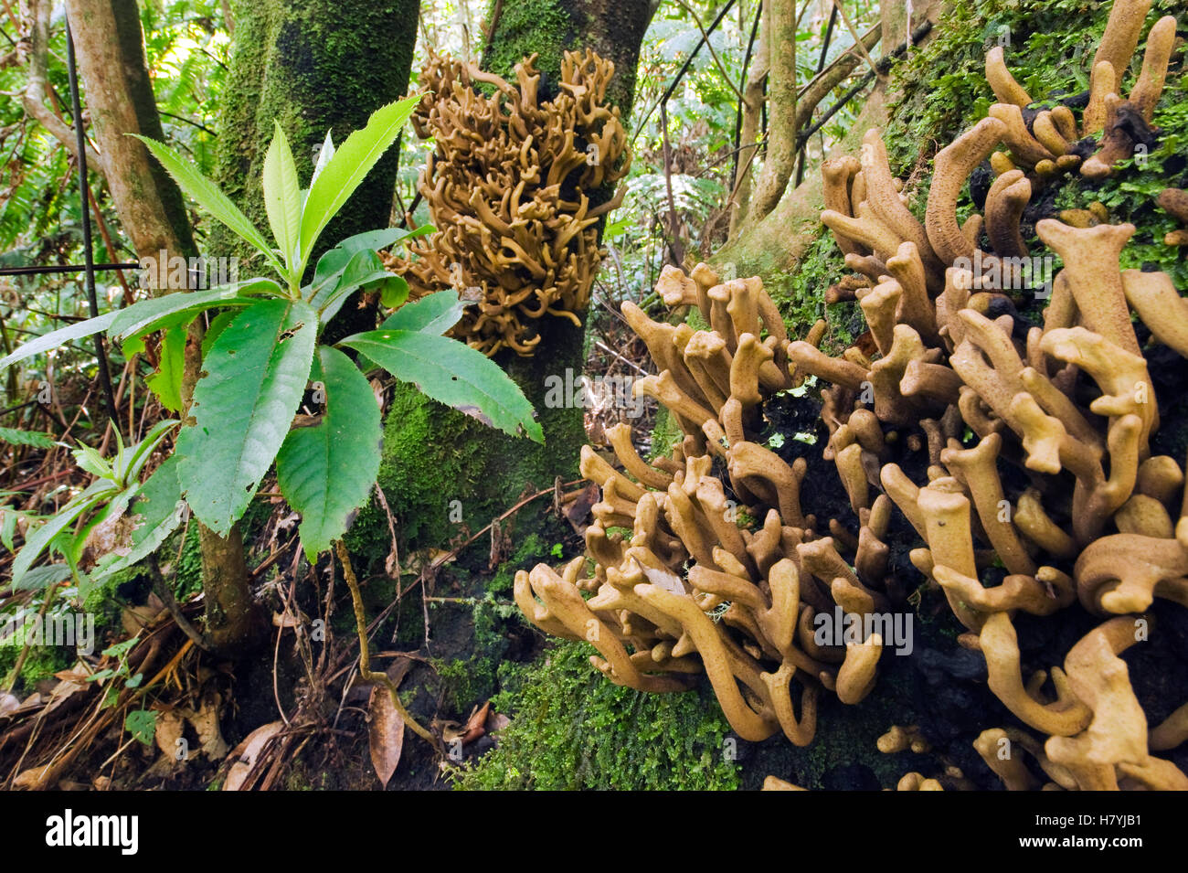 Fungi (Laurobasidium lauri) growing on laurel trunks, Madeira, Portugal ...