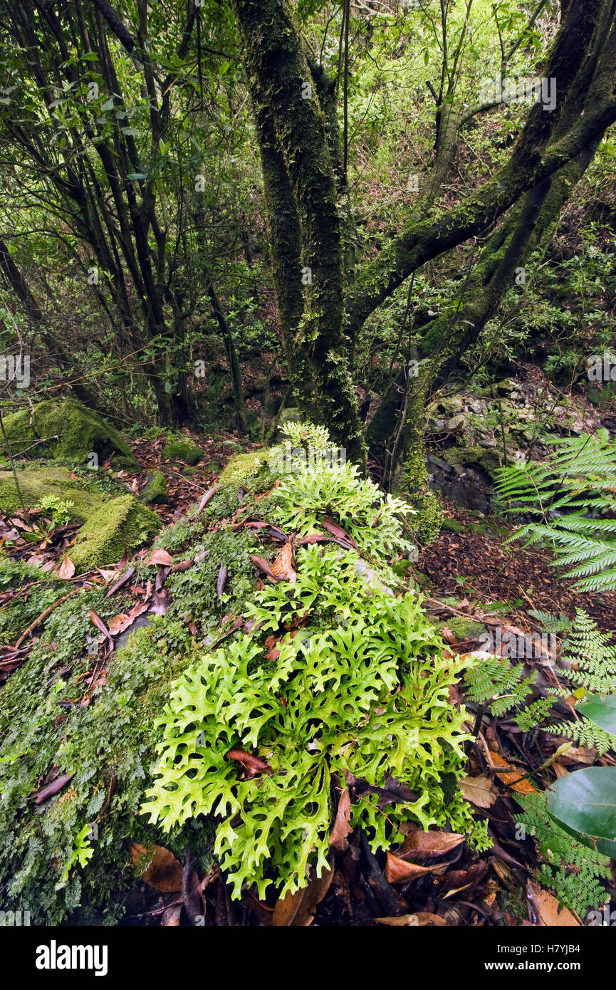 Lichen (Lobaria sp) in forest interior, Madeira, Portugal Stock Photo ...