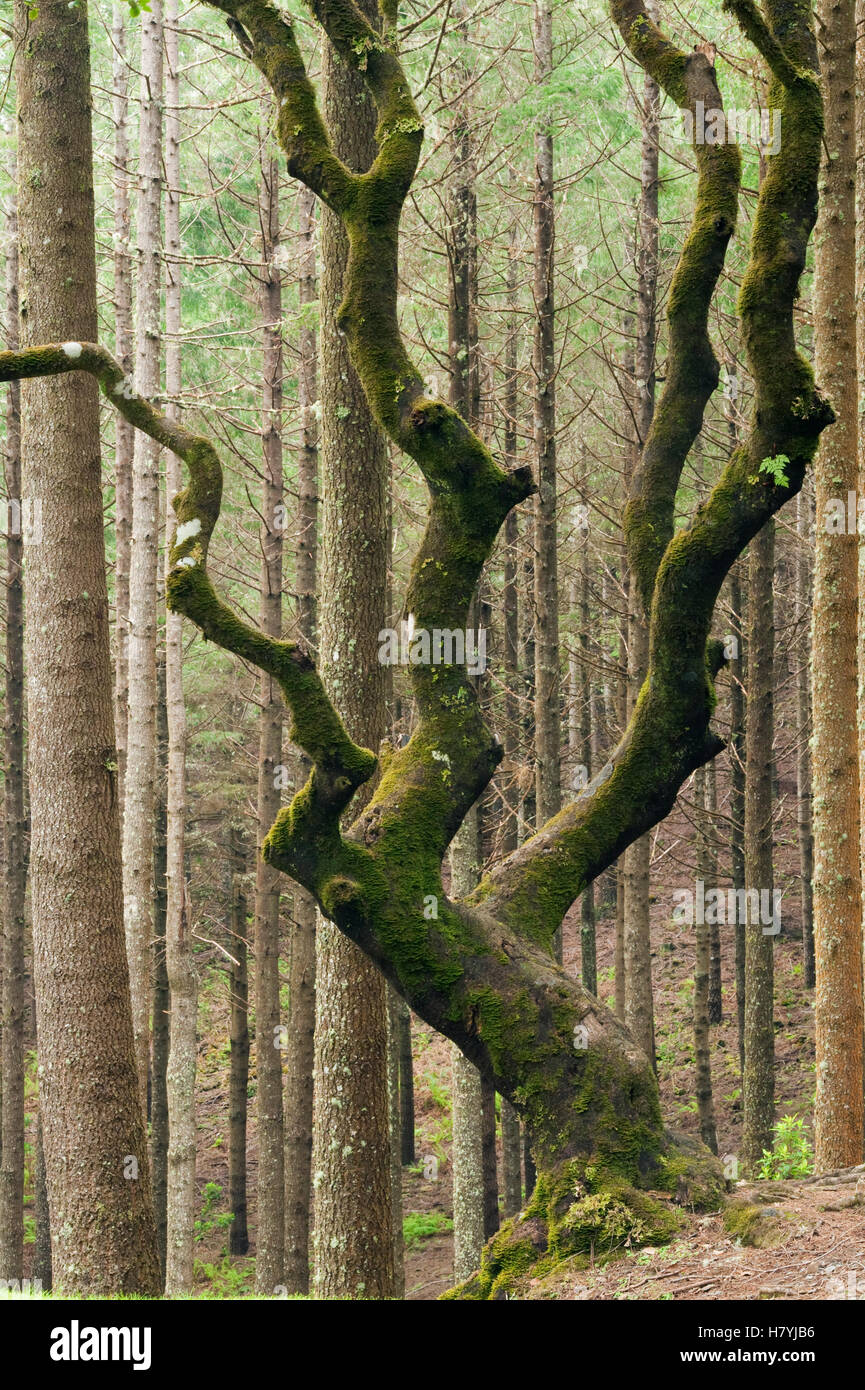 Laurel tree and adjacent pine plantation, Madeira, Portugal Stock Photo ...