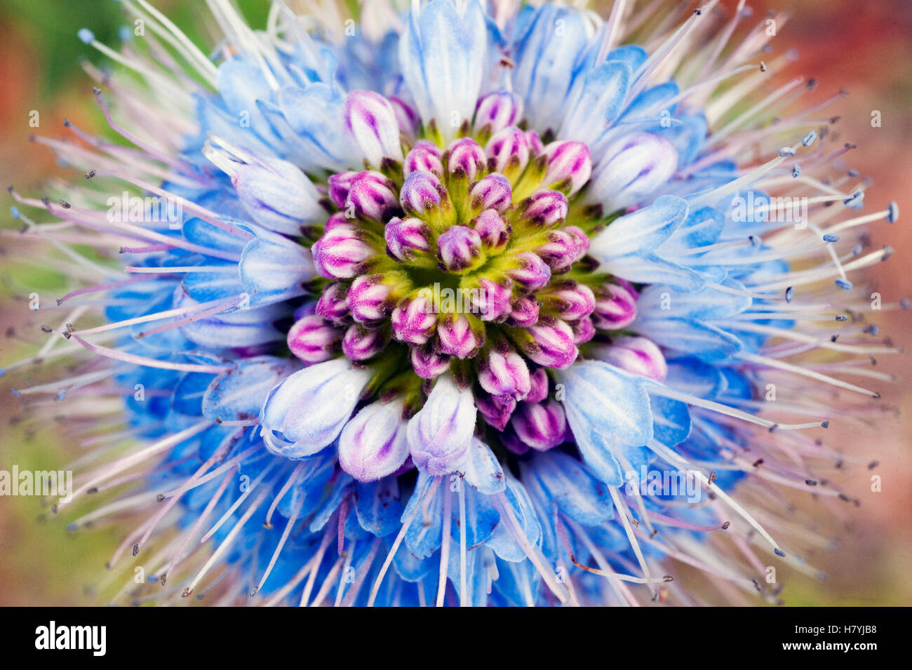 Pride of Madeira (Echium fastuosum) flower, endemic to Madeira ...