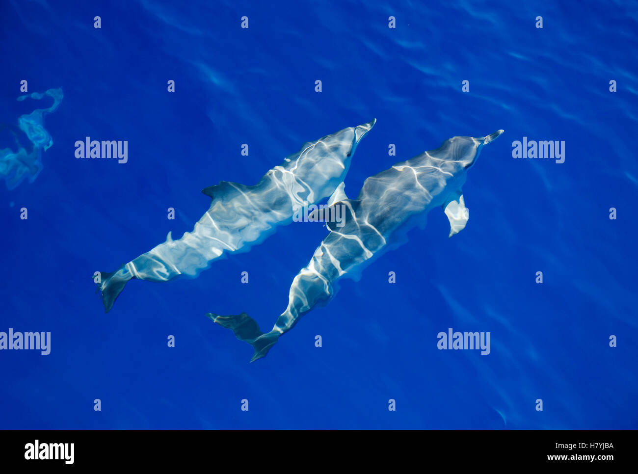 Common Dolphin (Delphinus delphis) pair swimming near water surface, Madeira, Portugal Stock ...