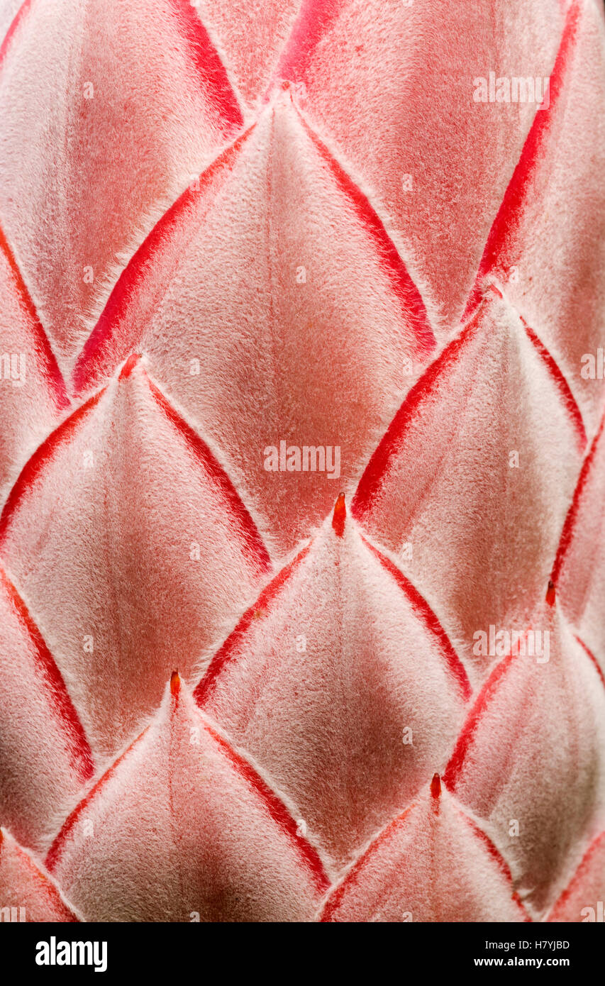 King Protea (Protea cynaroides) flower petals, native to South Africa ...