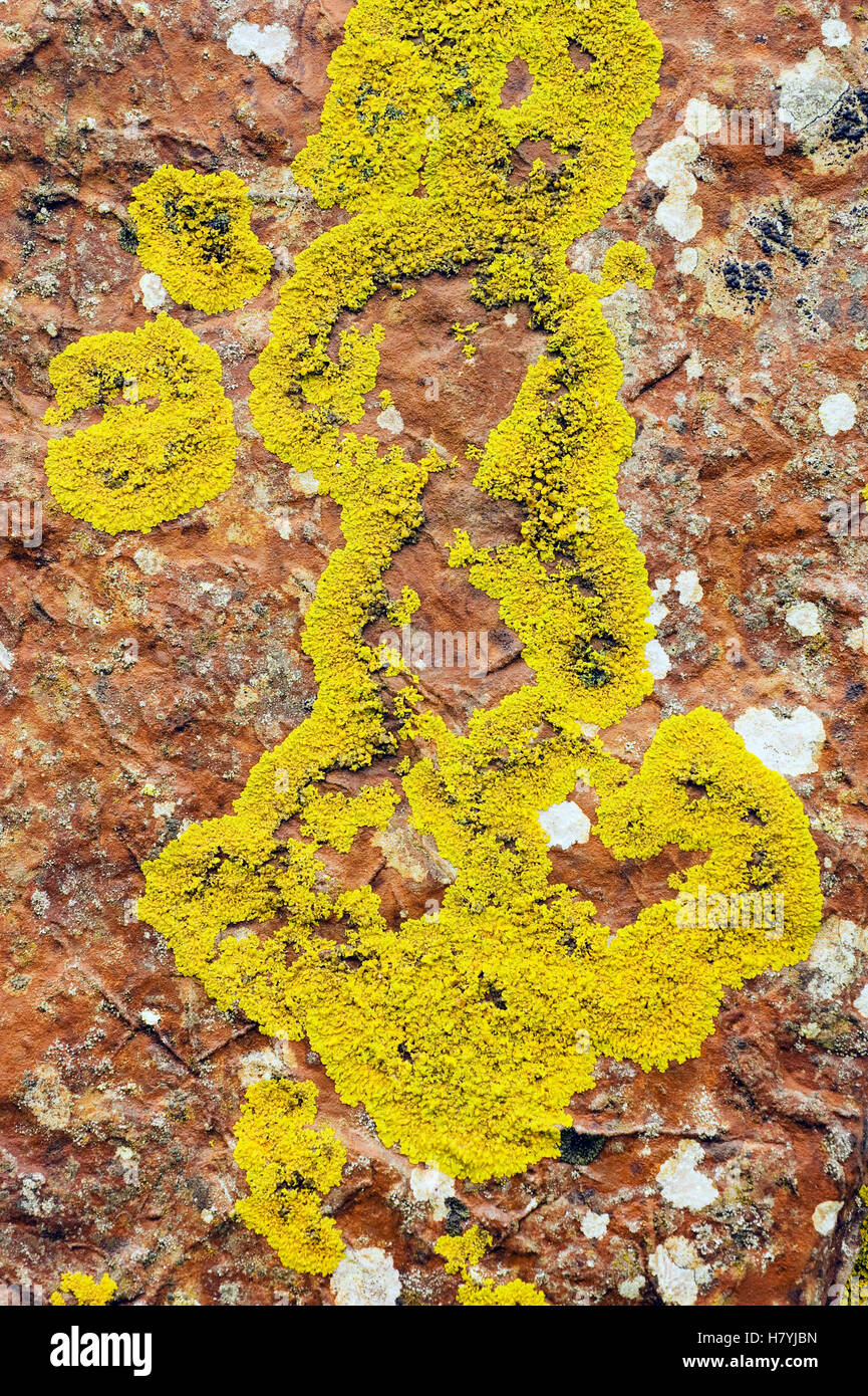Lichens on sandstone, Orkney Islands, Scotland Stock Photo - Alamy
