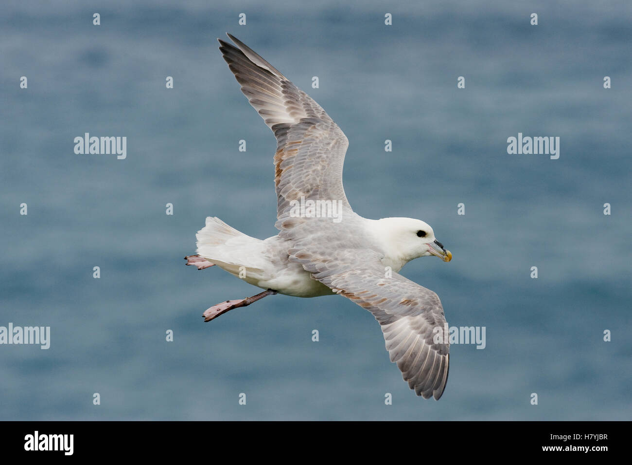 Northern Fulmar (Fulmarus glacialis) flying, Orkney Islands, Scotland ...