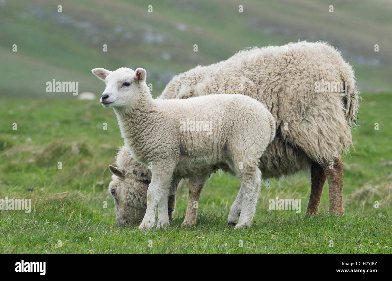 Domestic Sheep (Ovis aries) with lamb, Fair Isle, Scotland Stock Photo ...