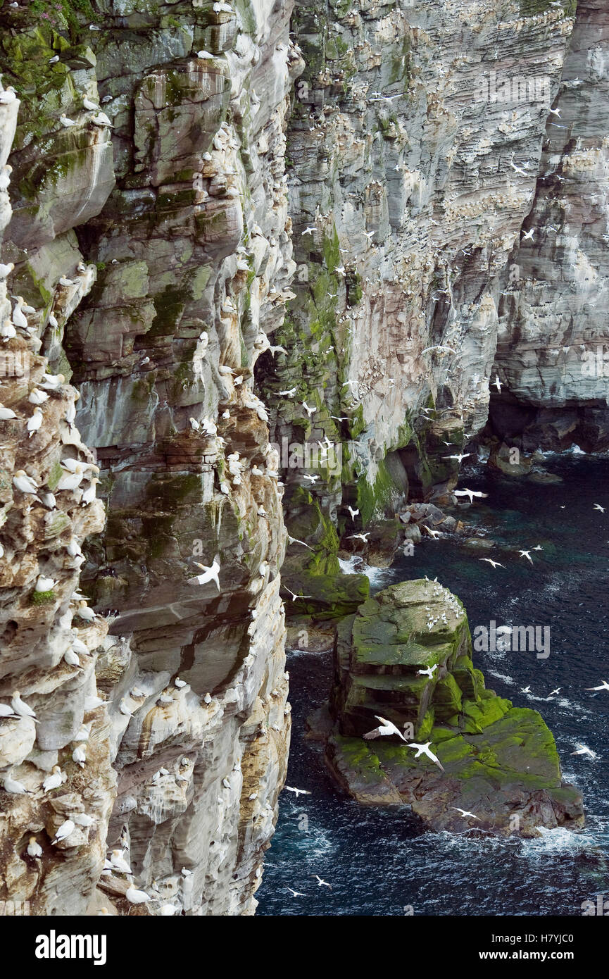 Northern Gannet (Morus bassanus) breeding colony on the Isle of Noss, a ...