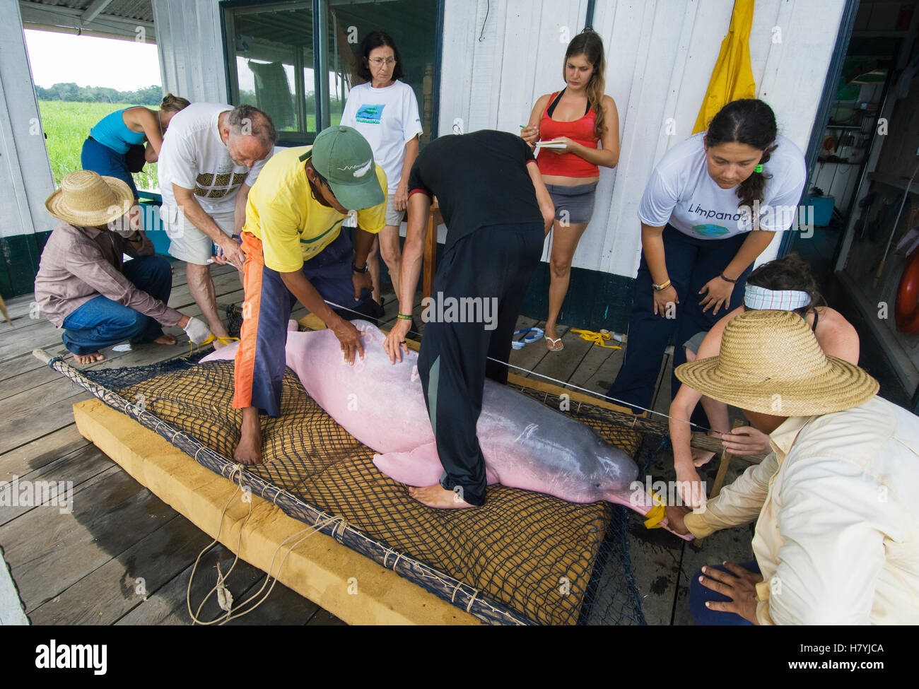 Amazon River Dolphin (Inia geoffrensis) being freeze-marked by ...