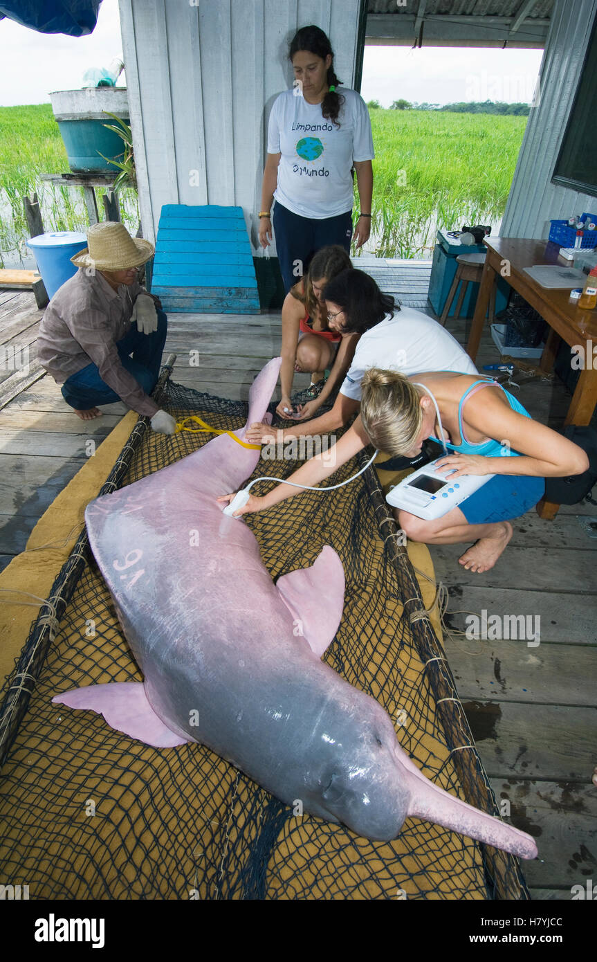 Amazon River Dolphin (Inia geoffrensis) captured by biologist Vera da ...