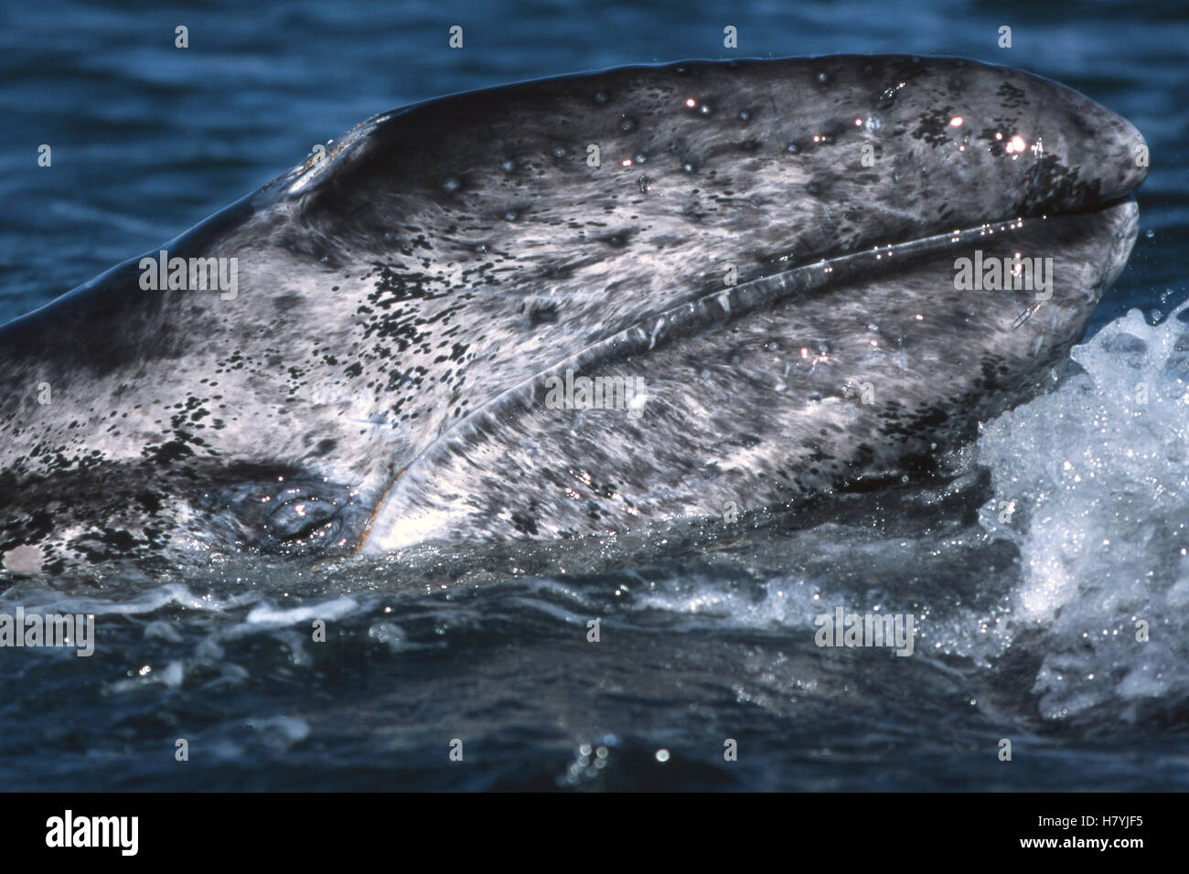 Gray Whale (Eschrichtius robustus) calf surfacing, San Ignacio Lagoon ...