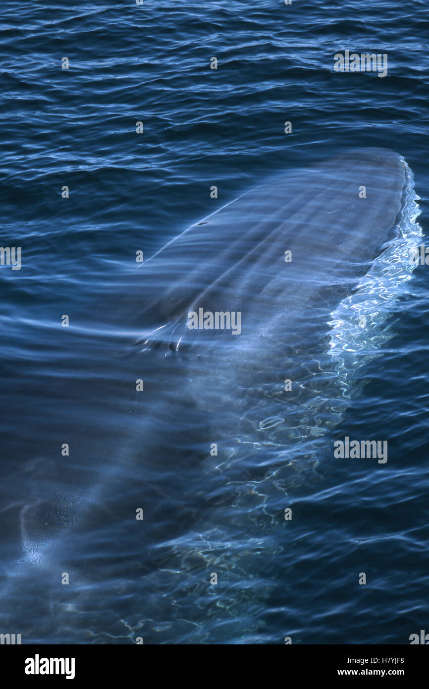 Fin Whale (Balaenoptera physalus) near surface, Baja California, Mexico Stock Photo - Alamy