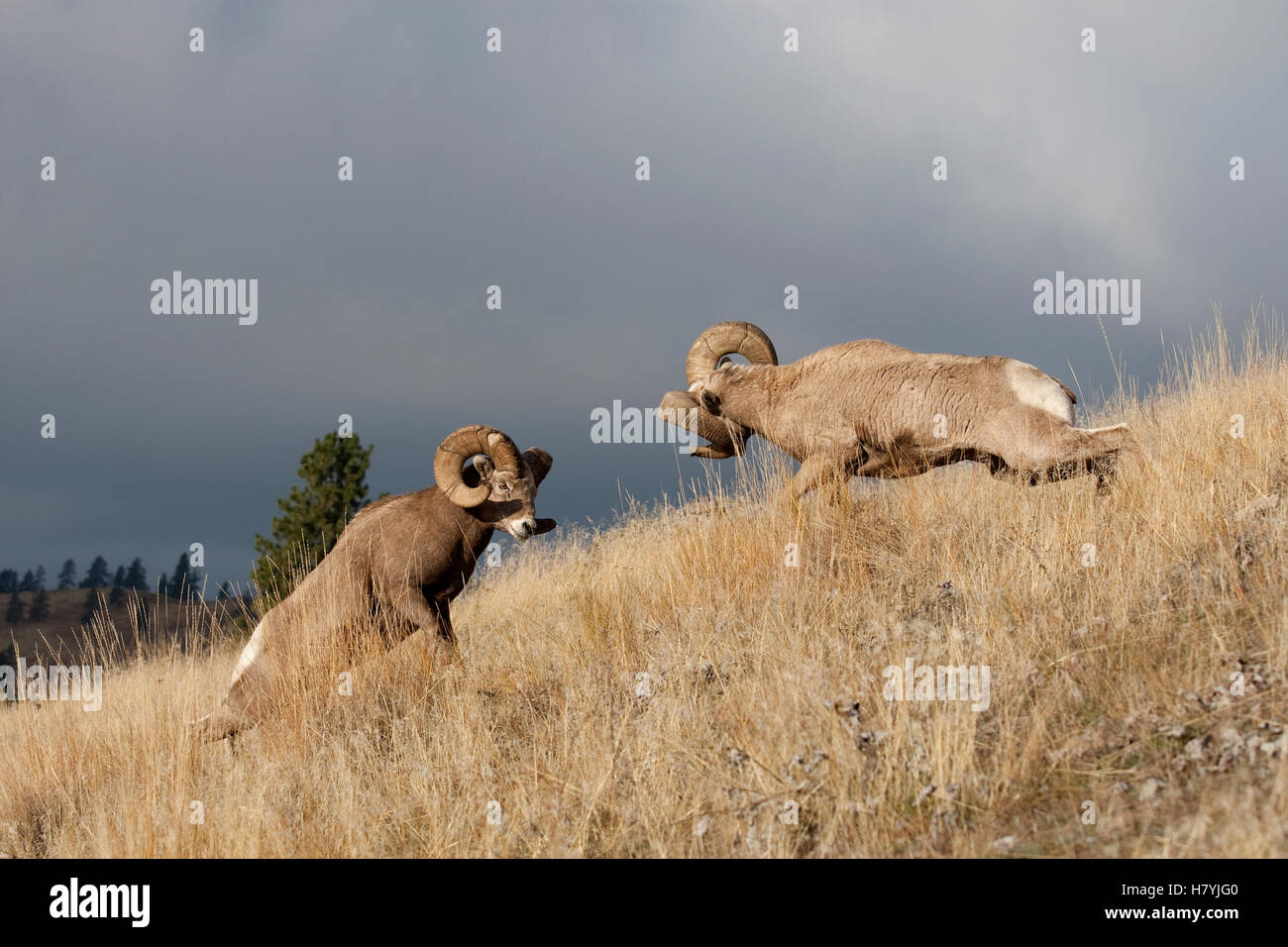 Bighorn Sheep (Ovis canadensis) rams fighting, western Montana ...