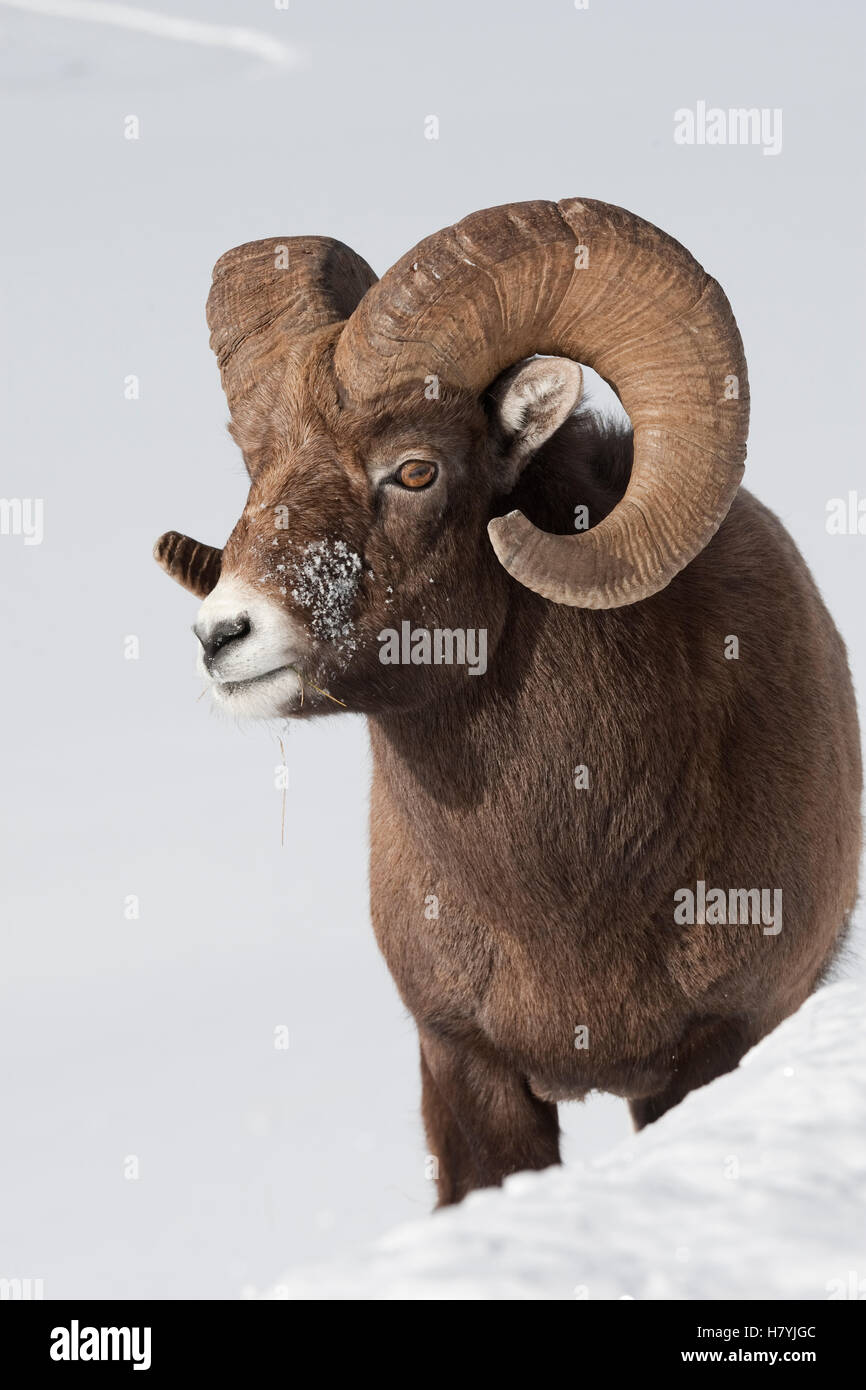 Bighorn Sheep (Ovis canadensis) ram in snow, western Alberta, Canada ...
