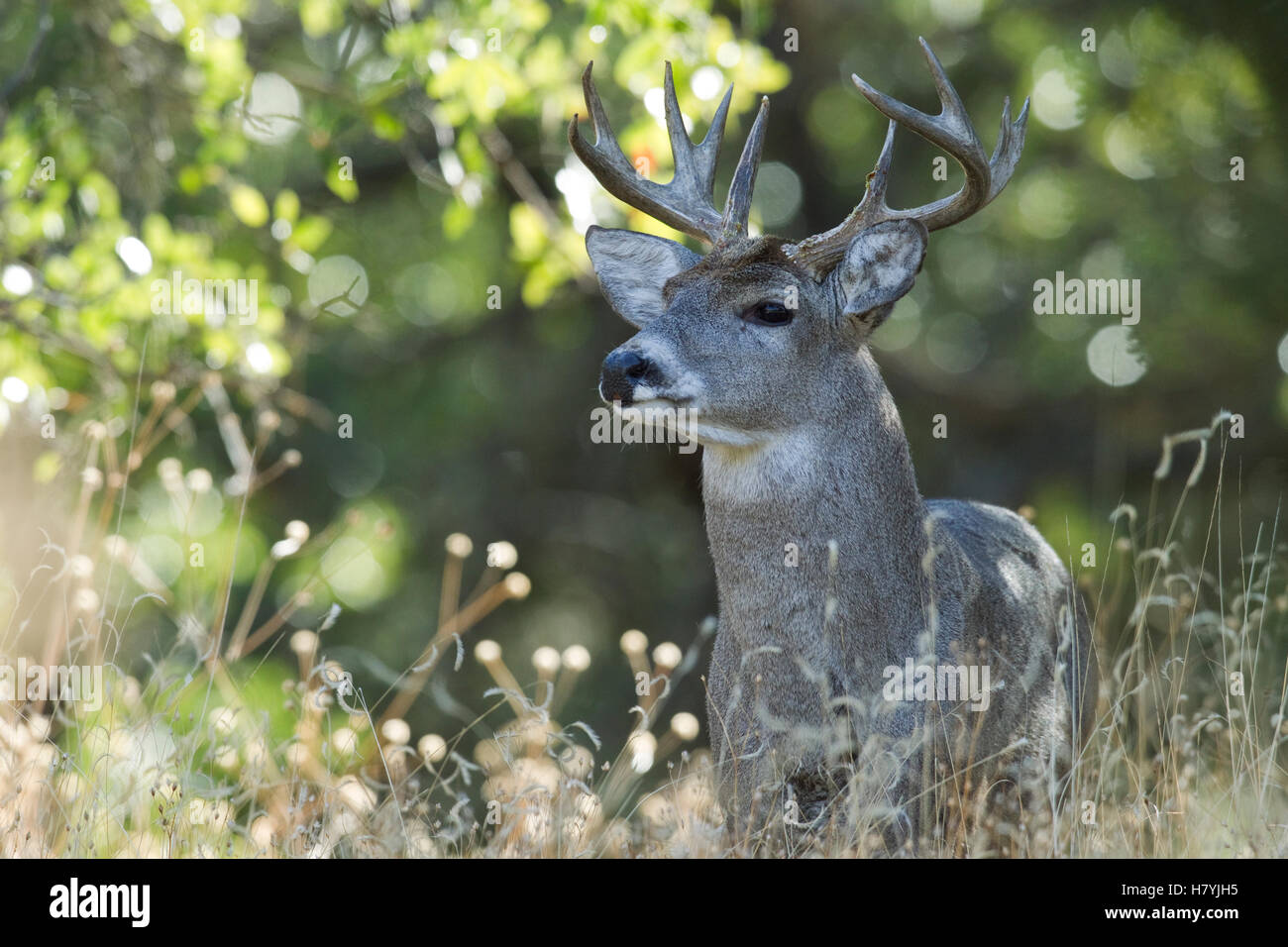 Coue's Deer (Odocoileus virginianus couesi) buck, southern Arizona ...