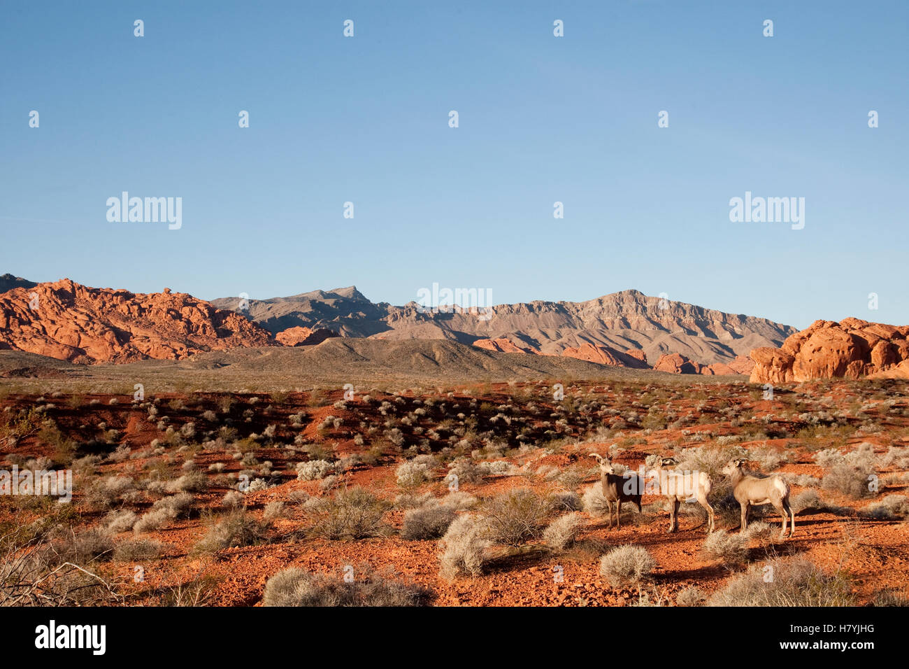 Desert Bighorn Sheep (Ovis canadensis nelsoni) ewes in desert habitat ...