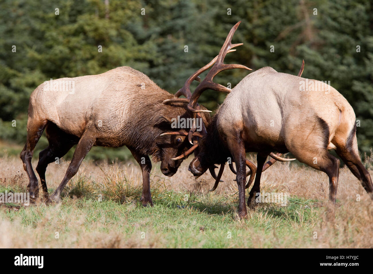American Elk (Cervus elaphus nelsoni) bulls sparring, western Alberta ...