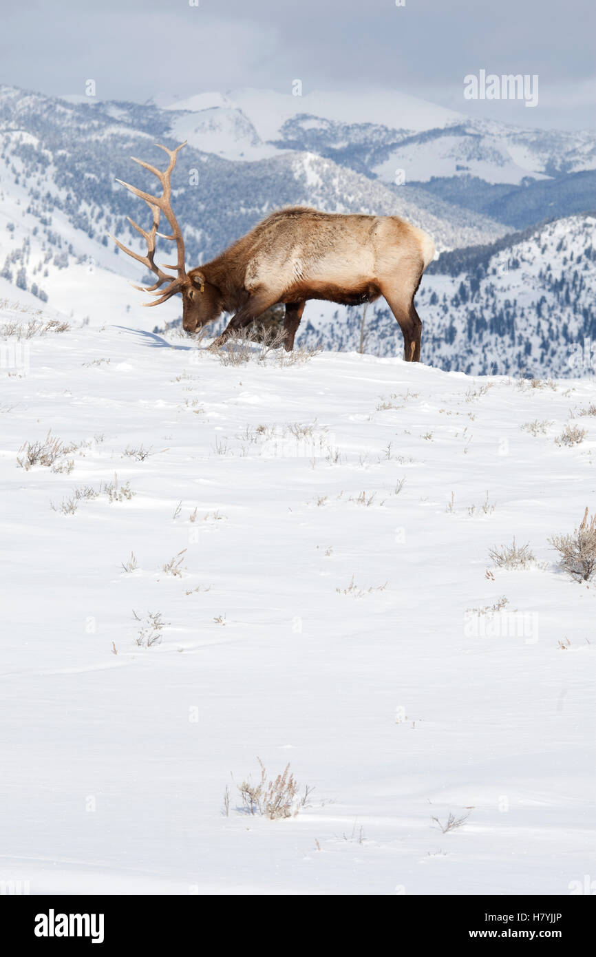 American Elk (Cervus elaphus nelsoni) bull digging in snow for forage ...