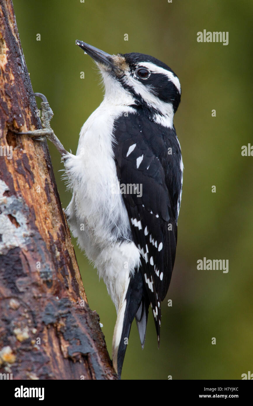 Hairy Woodpecker (Picoides villosus) female, western Montana Stock ...