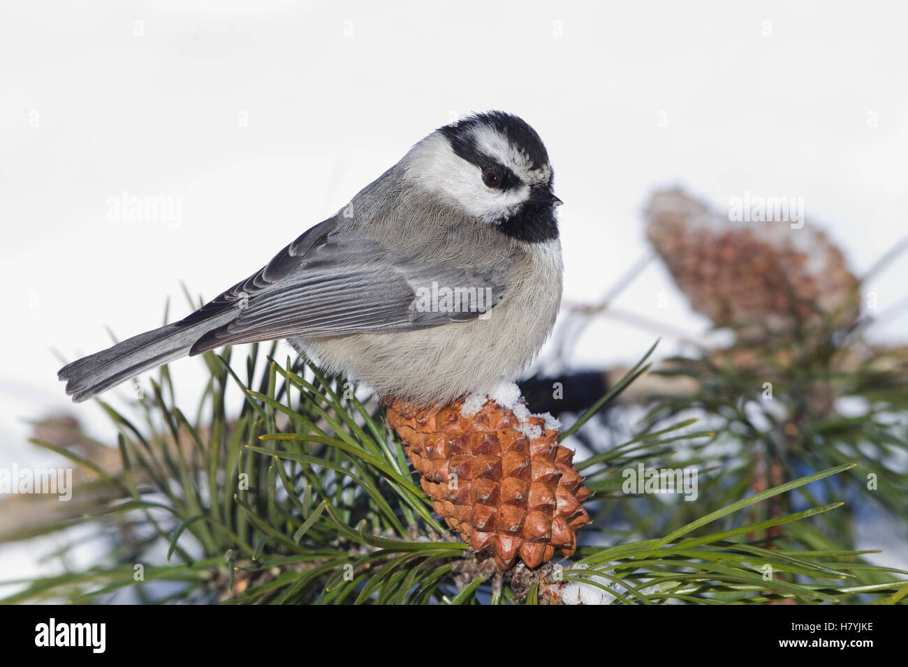 Mountain Chickadee (Poecile gambeli), northwestern Montana Stock Photo ...