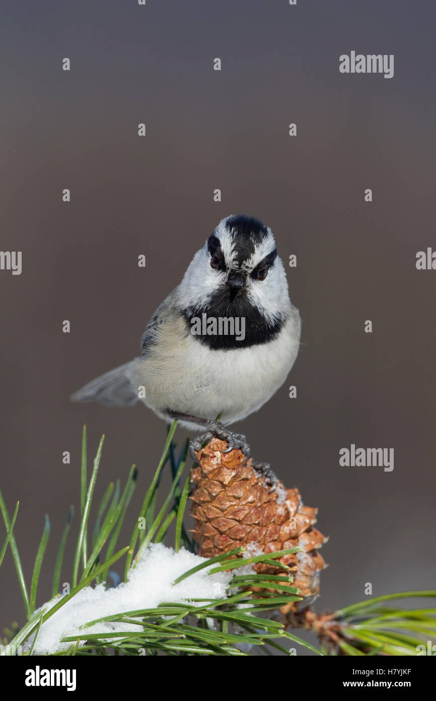 Mountain Chickadee (Poecile gambeli), northwestern Montana Stock Photo ...