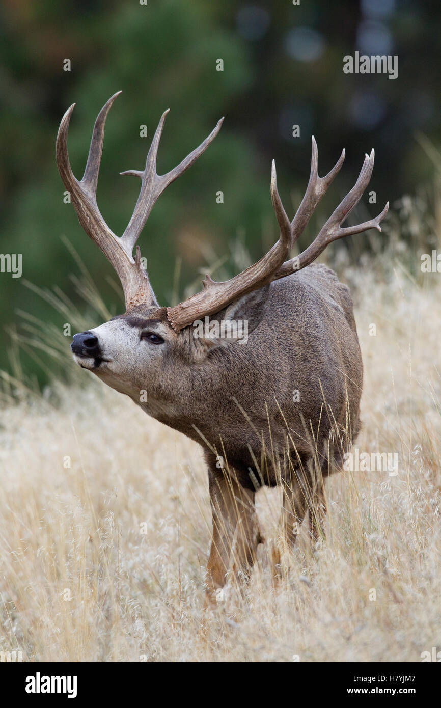 Mule Deer (Odocoileus hemionus) buck displaying, western Montana Stock ...