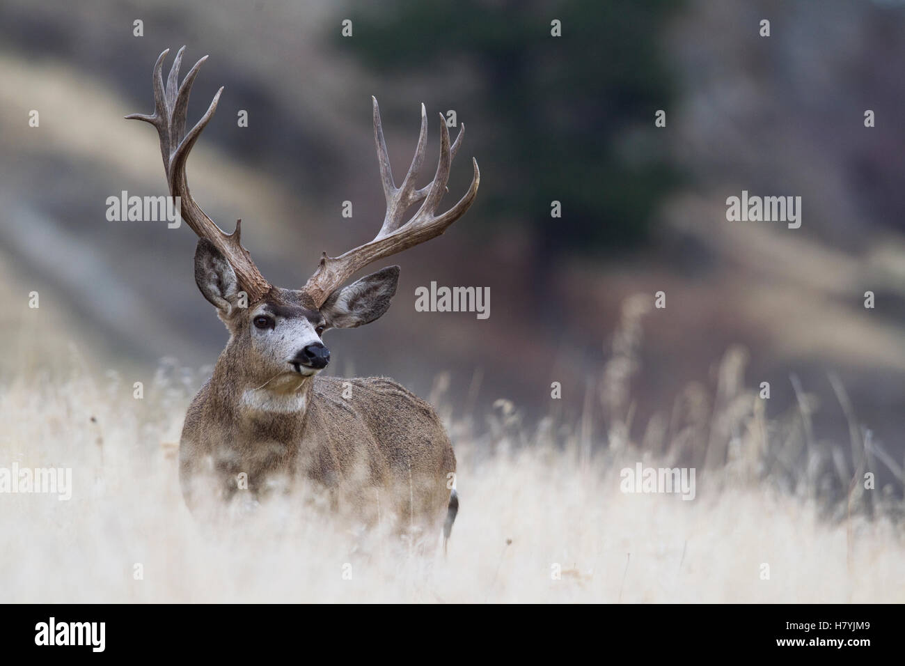 Mule Deer (Odocoileus hemionus) buck, western Montana Stock Photo - Alamy