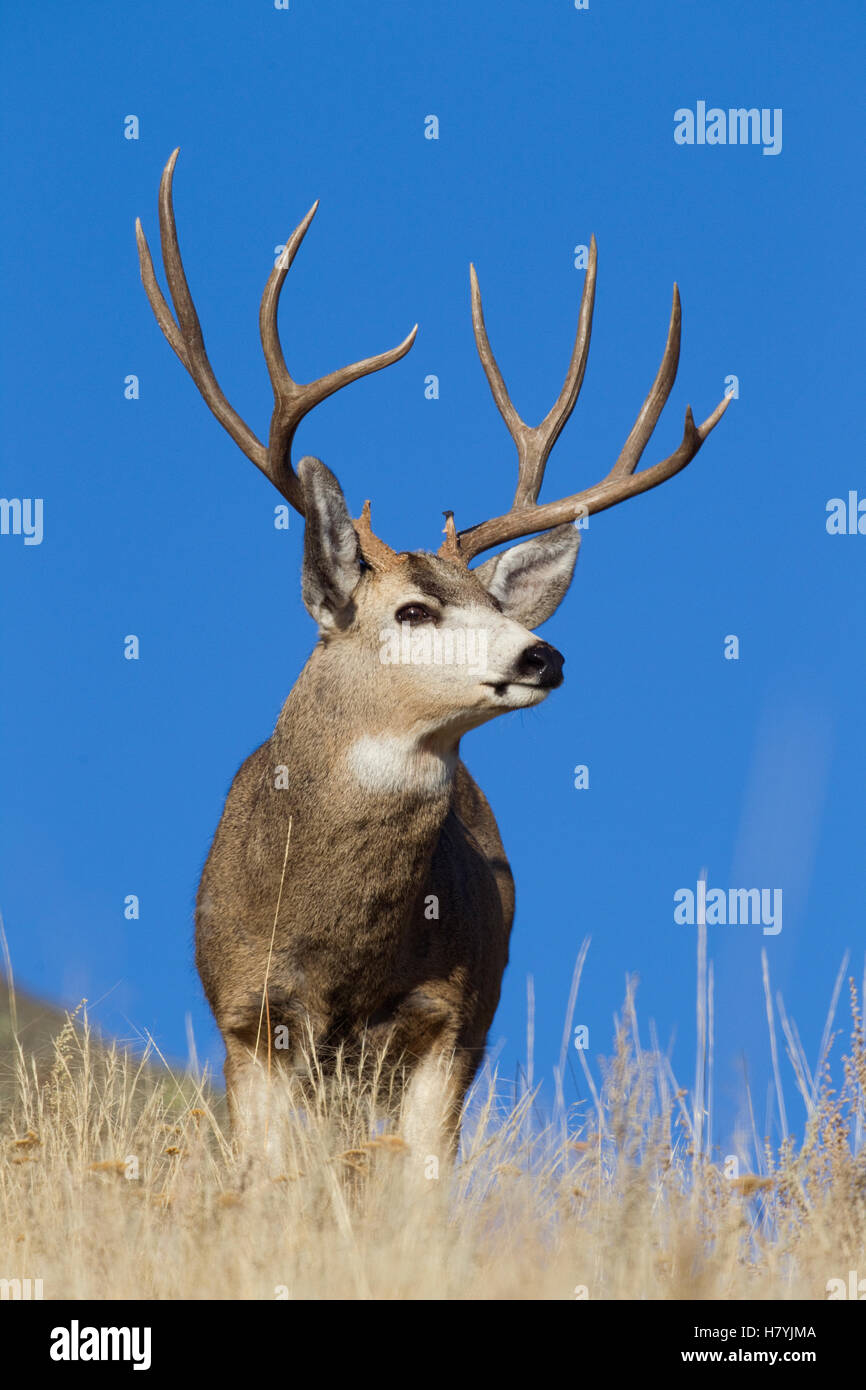 Mule Deer (Odocoileus hemionus) buck, western Montana Stock Photo - Alamy