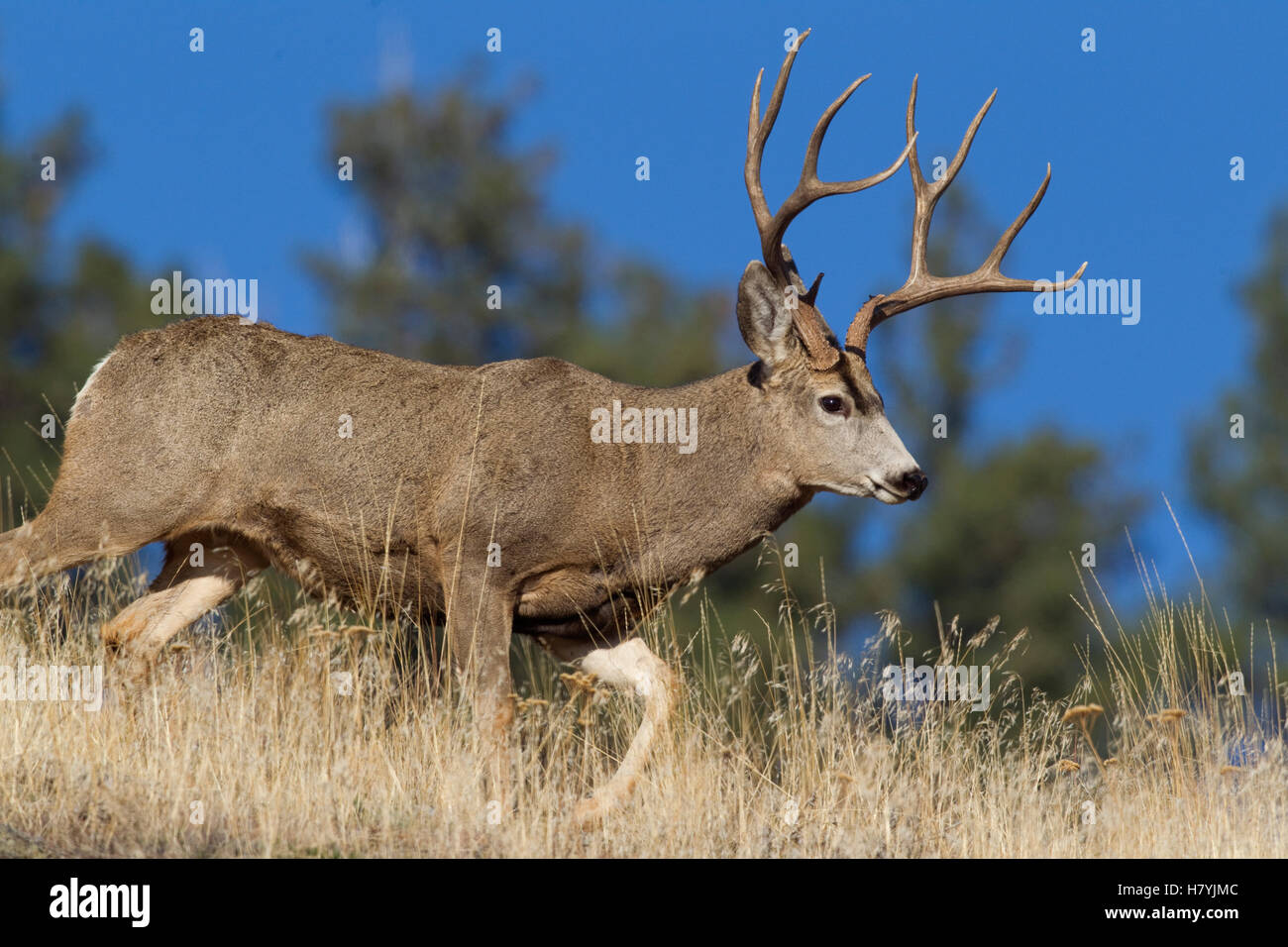 Mule Deer (Odocoileus hemionus) buck, western Montana Stock Photo - Alamy