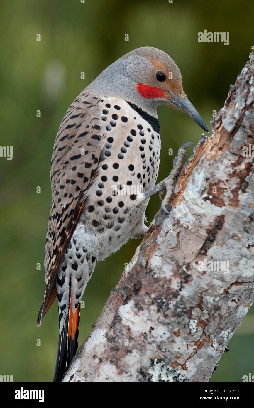 Northern Flicker (Colaptes auratus) woodpecker male foraging, western ...