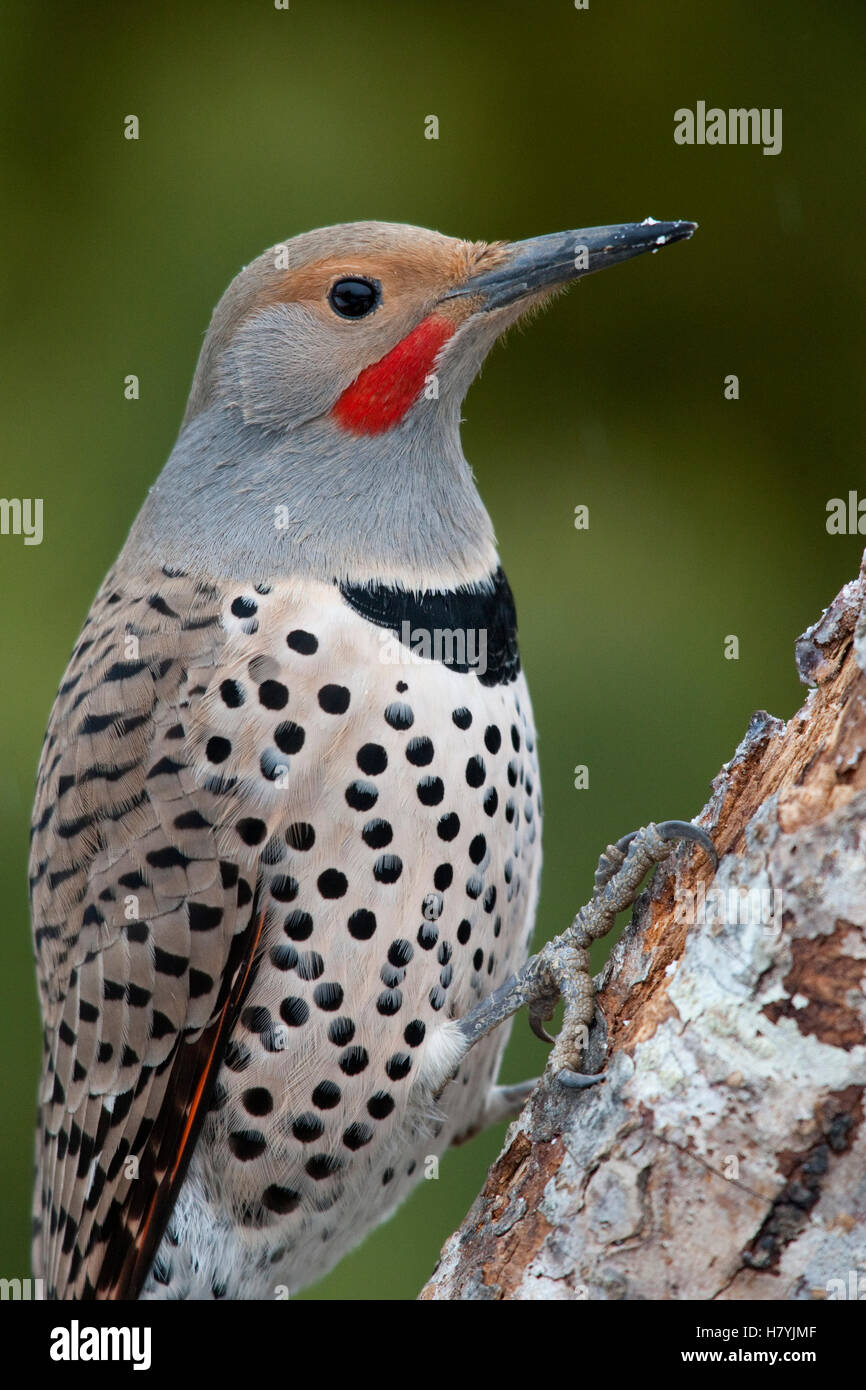 Northern Flicker (Colaptes auratus) woodpecker male, western Montana ...
