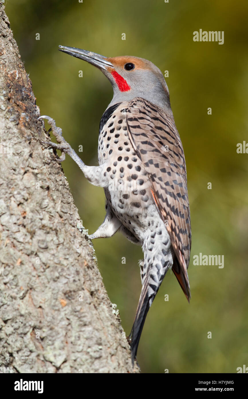 Northern Flicker (Colaptes auratus) woodpecker male, western Montana ...