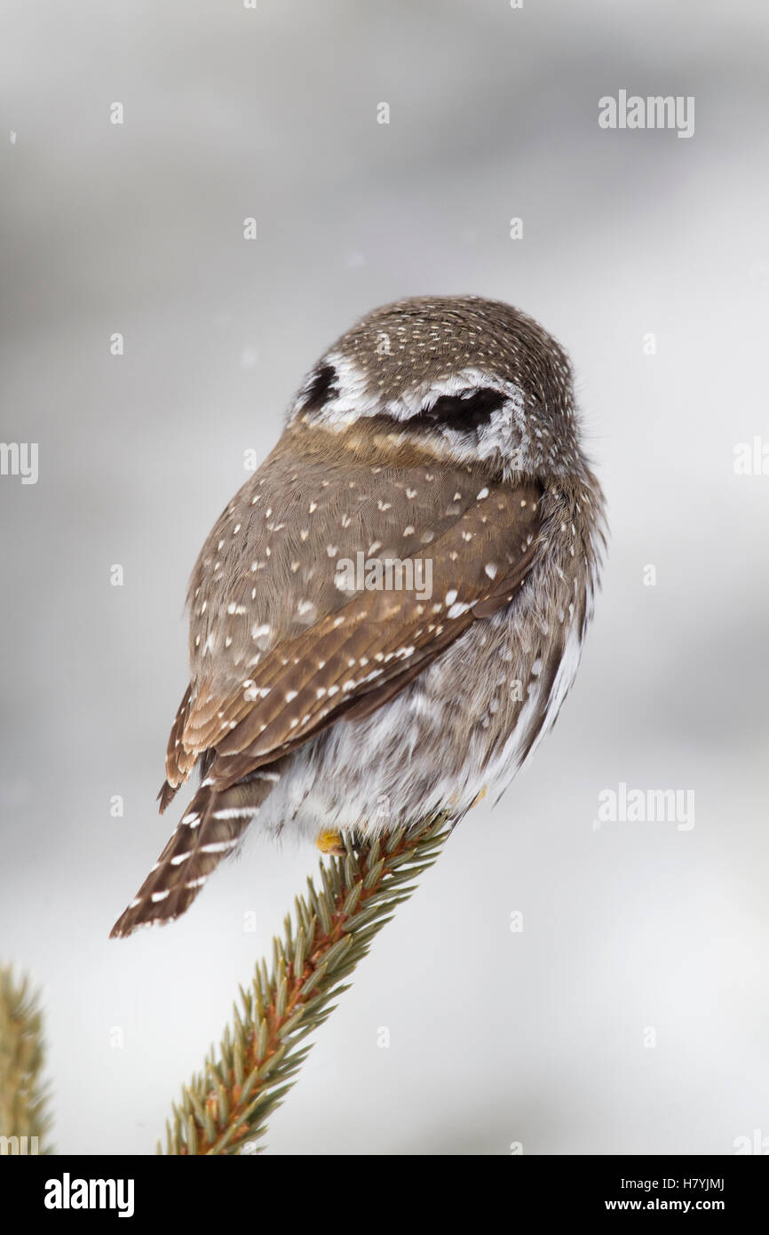 Mountain Pygmy-Owl (Glaucidium gnoma) showing false eye spots on the ...