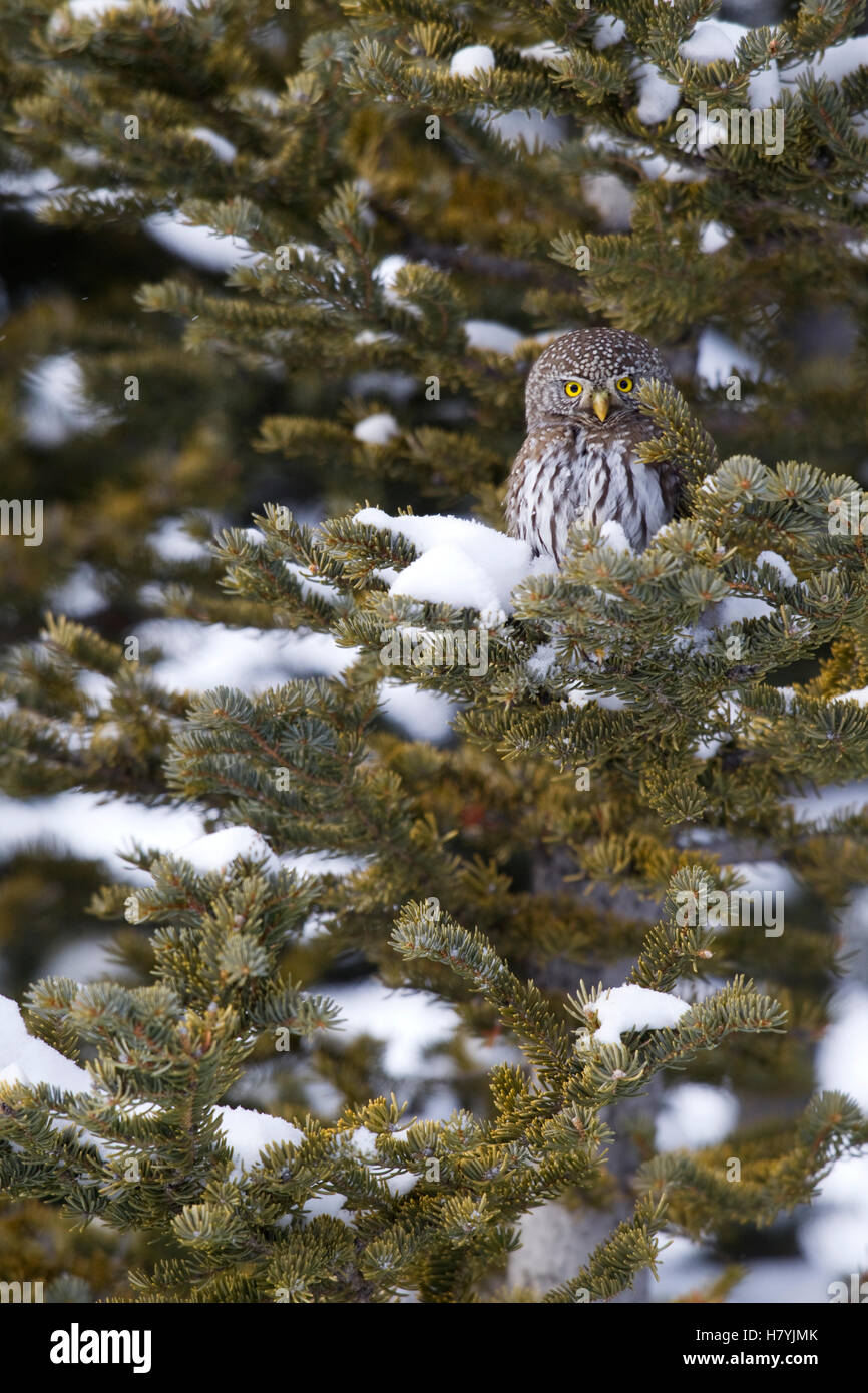 Mountain Pygmy-Owl (Glaucidium gnoma) in pine tree, northwestern ...