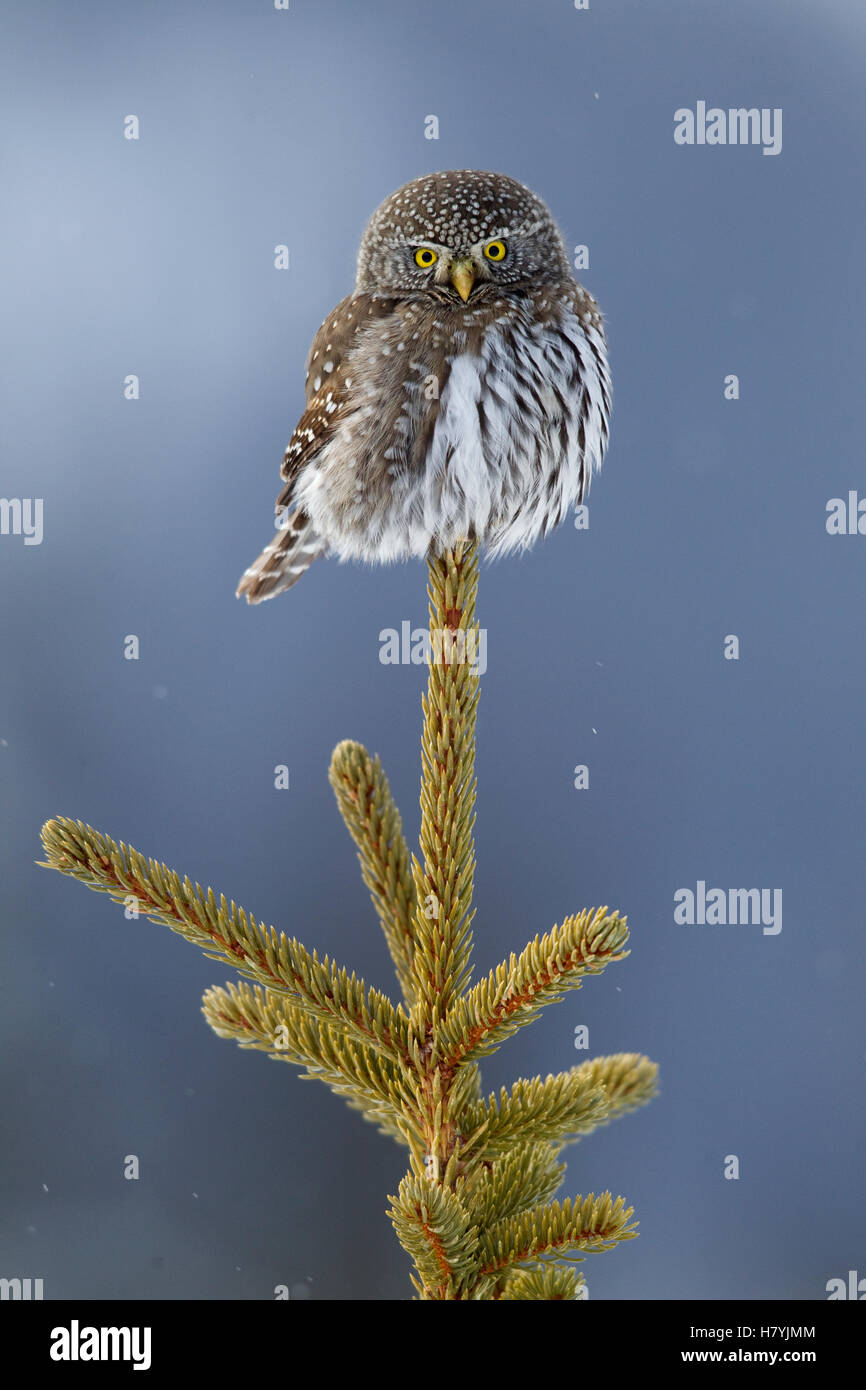 Mountain Pygmy-Owl (Glaucidium gnoma), northwestern Montana Stock Photo ...