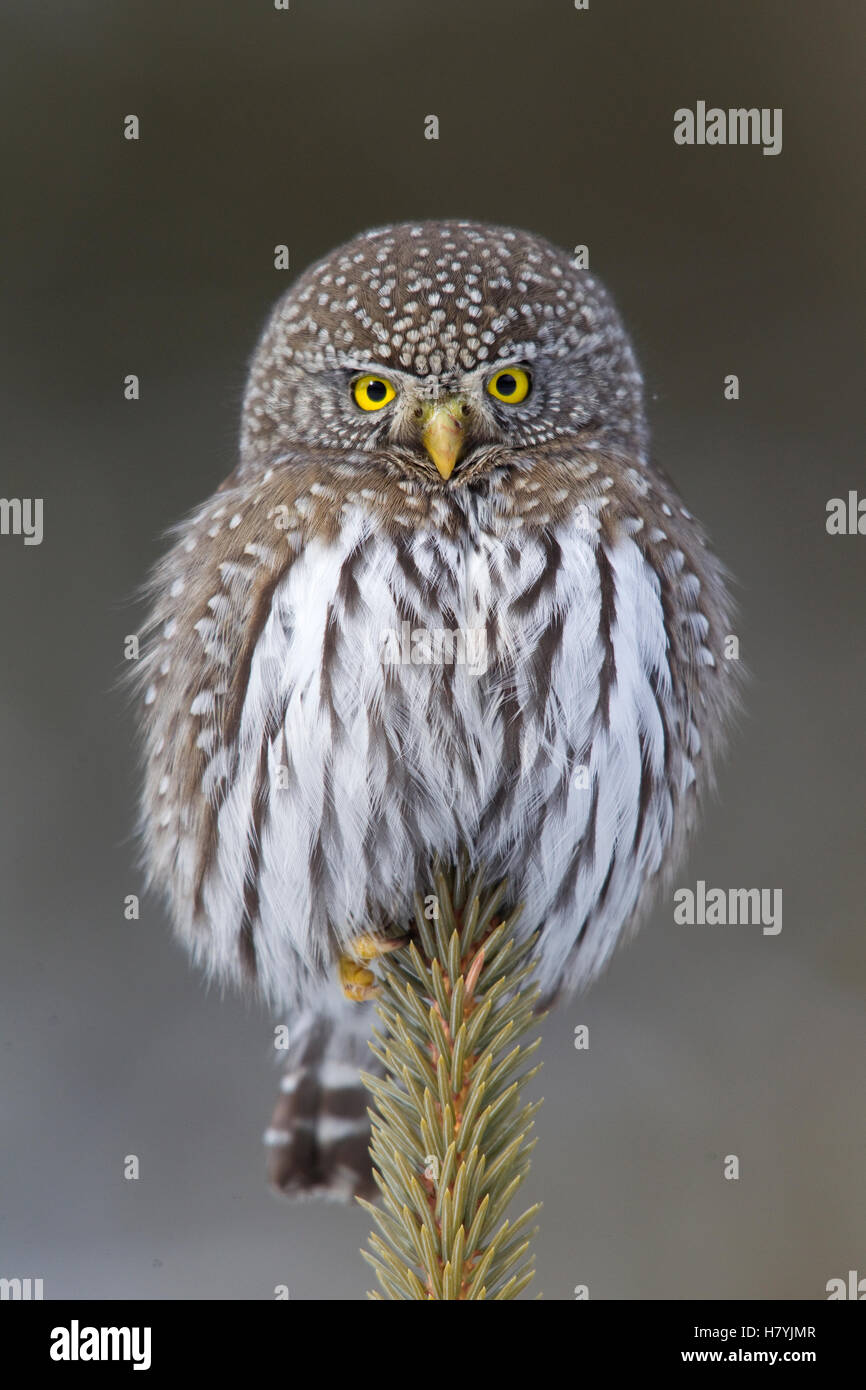 Mountain Pygmy-Owl (Glaucidium gnoma), northwestern Montana Stock Photo ...