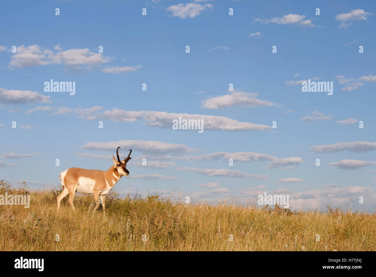 Pronghorn Antelope (Antilocapra americana) male, eastern Montana Stock ...
