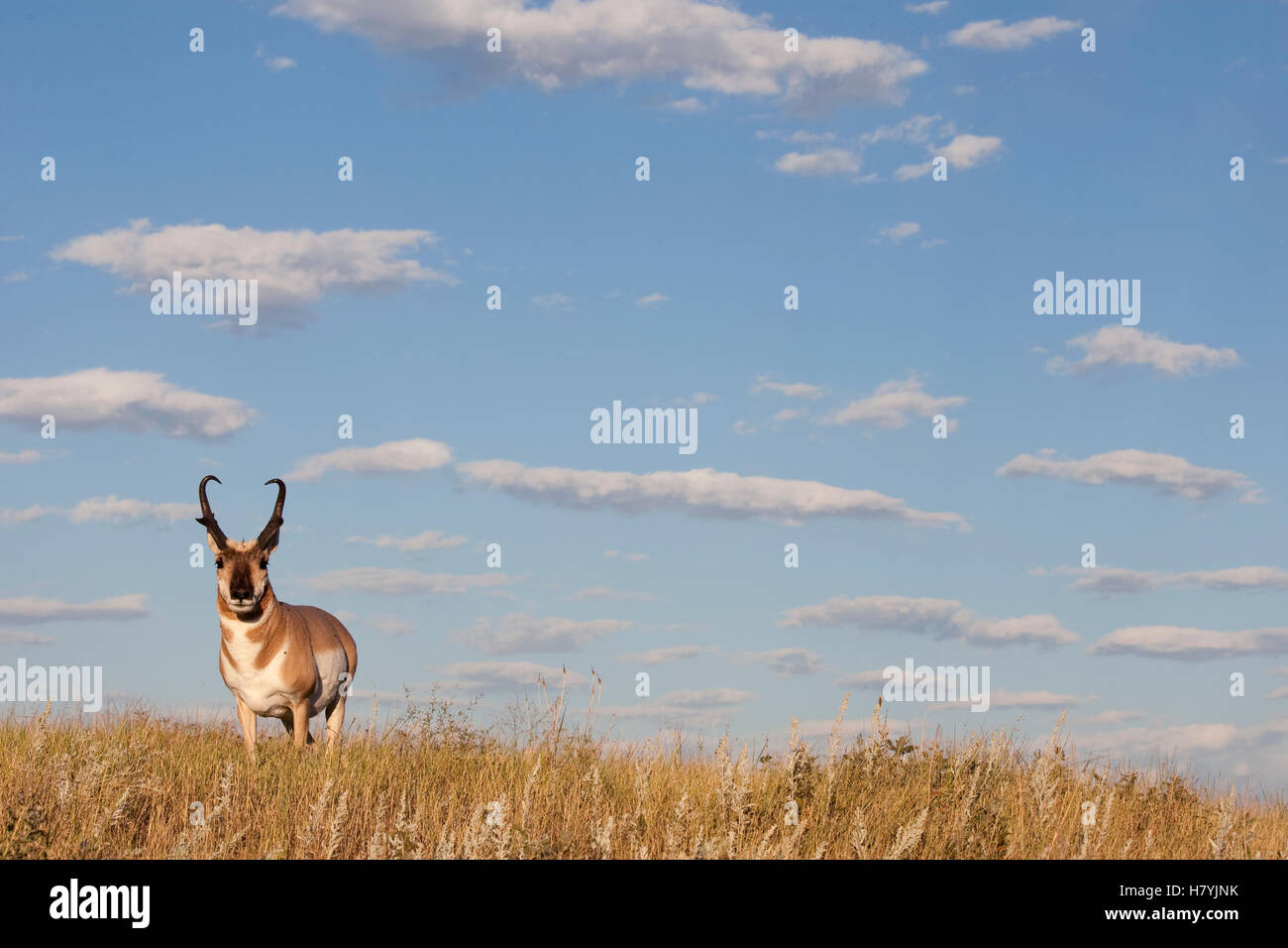Pronghorn Antelope (Antilocapra americana) male, eastern Montana Stock ...
