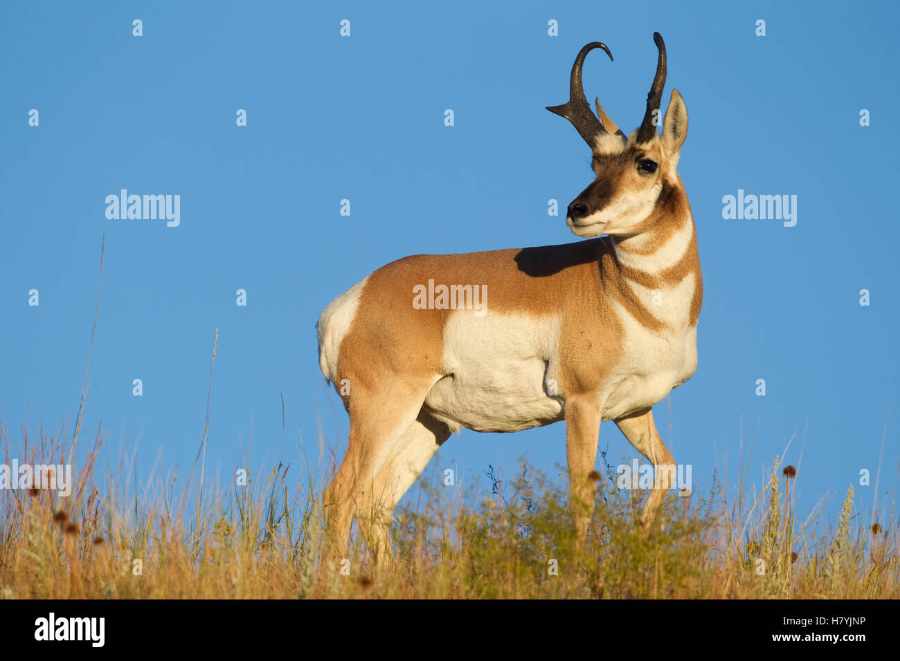 Pronghorn Antelope (Antilocapra americana) male, eastern Montana Stock ...