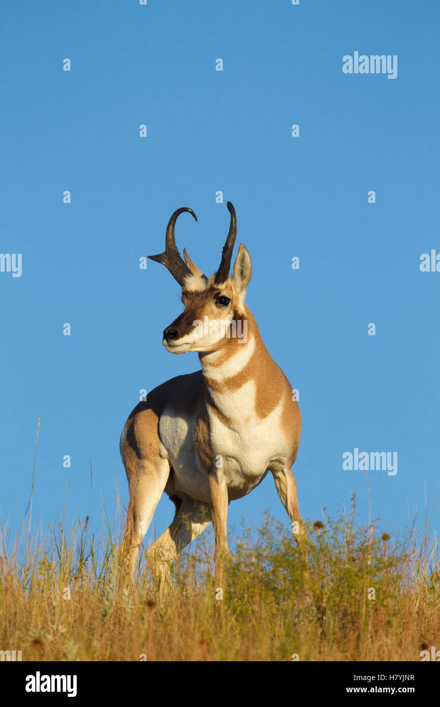 Pronghorn Antelope (Antilocapra americana) male, eastern Montana Stock ...