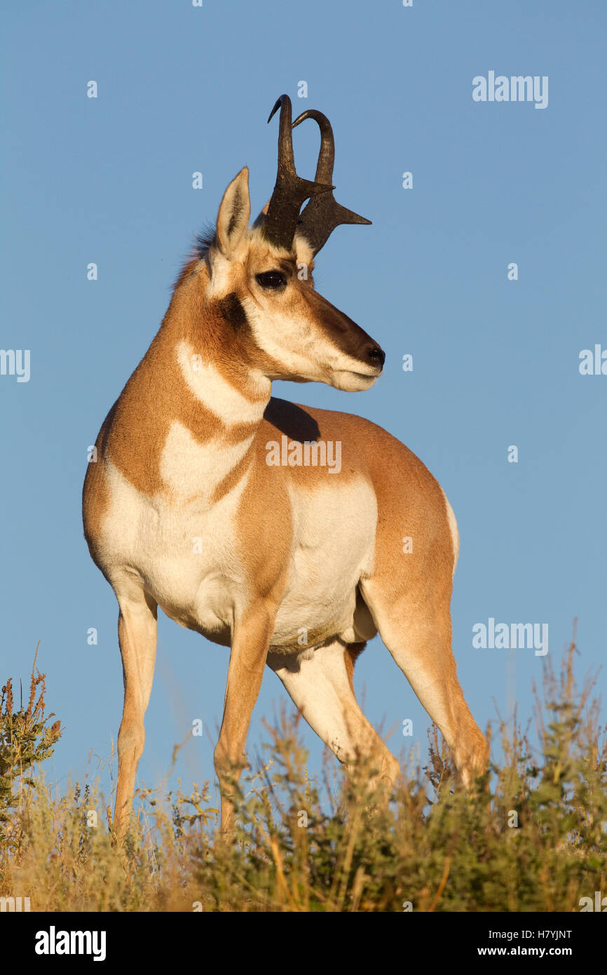 Pronghorn Antelope (Antilocapra americana) male, eastern Montana Stock ...