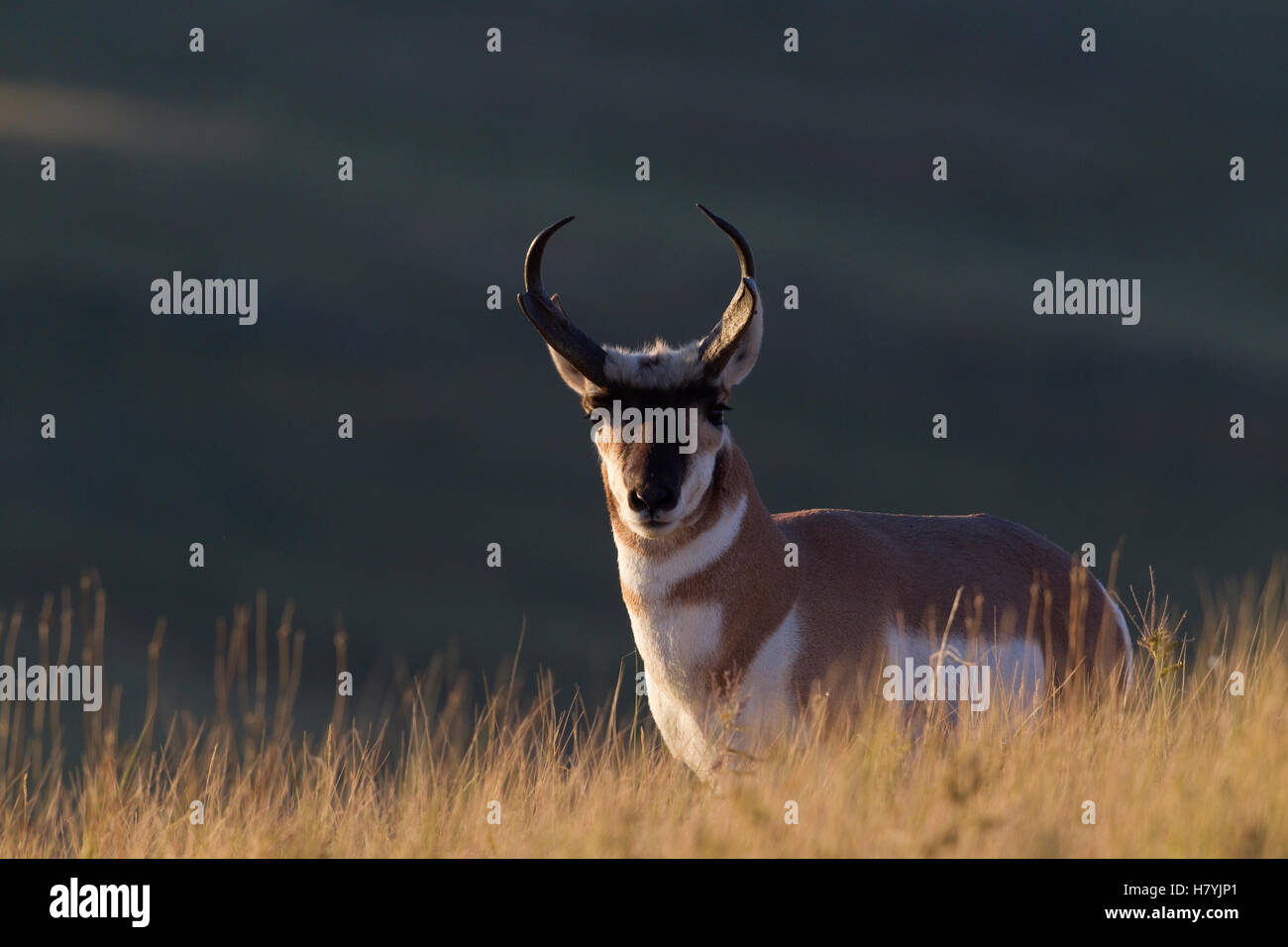 Pronghorn Antelope (Antilocapra americana) male, eastern Montana Stock ...